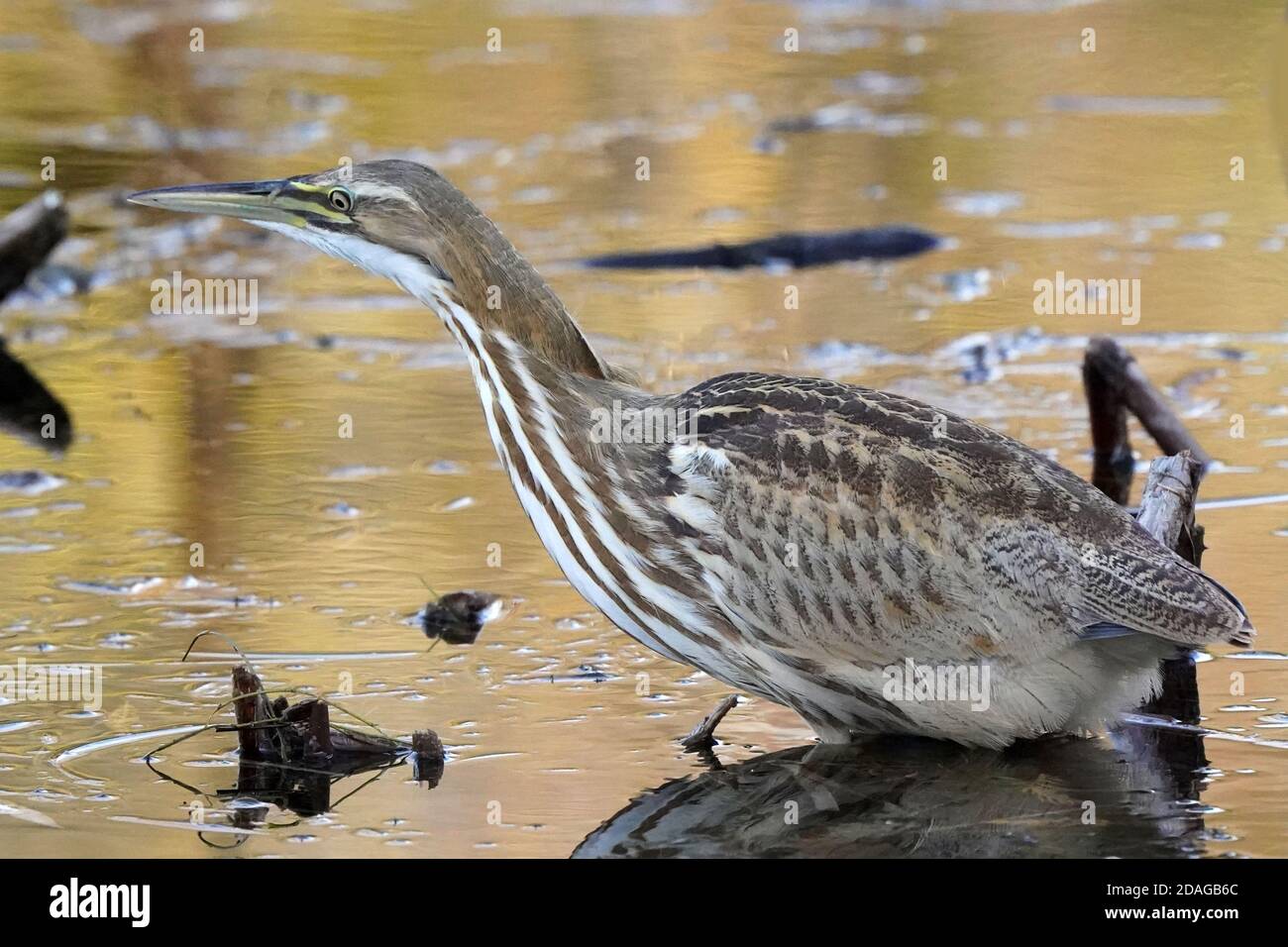 American Bittern fishing in marsh Stock Photo - Alamy