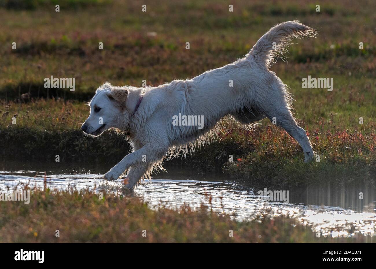 Man walking yellow labrador dog hi-res stock photography and images - Alamy
