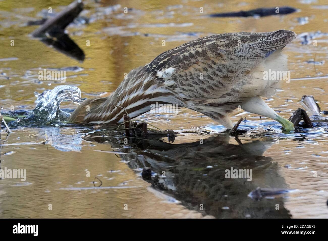 Wiggling fish hi-res stock photography and images - Alamy
