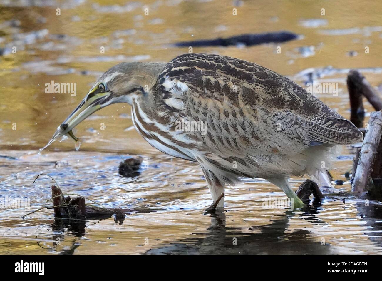 Wiggling fish hi-res stock photography and images - Alamy
