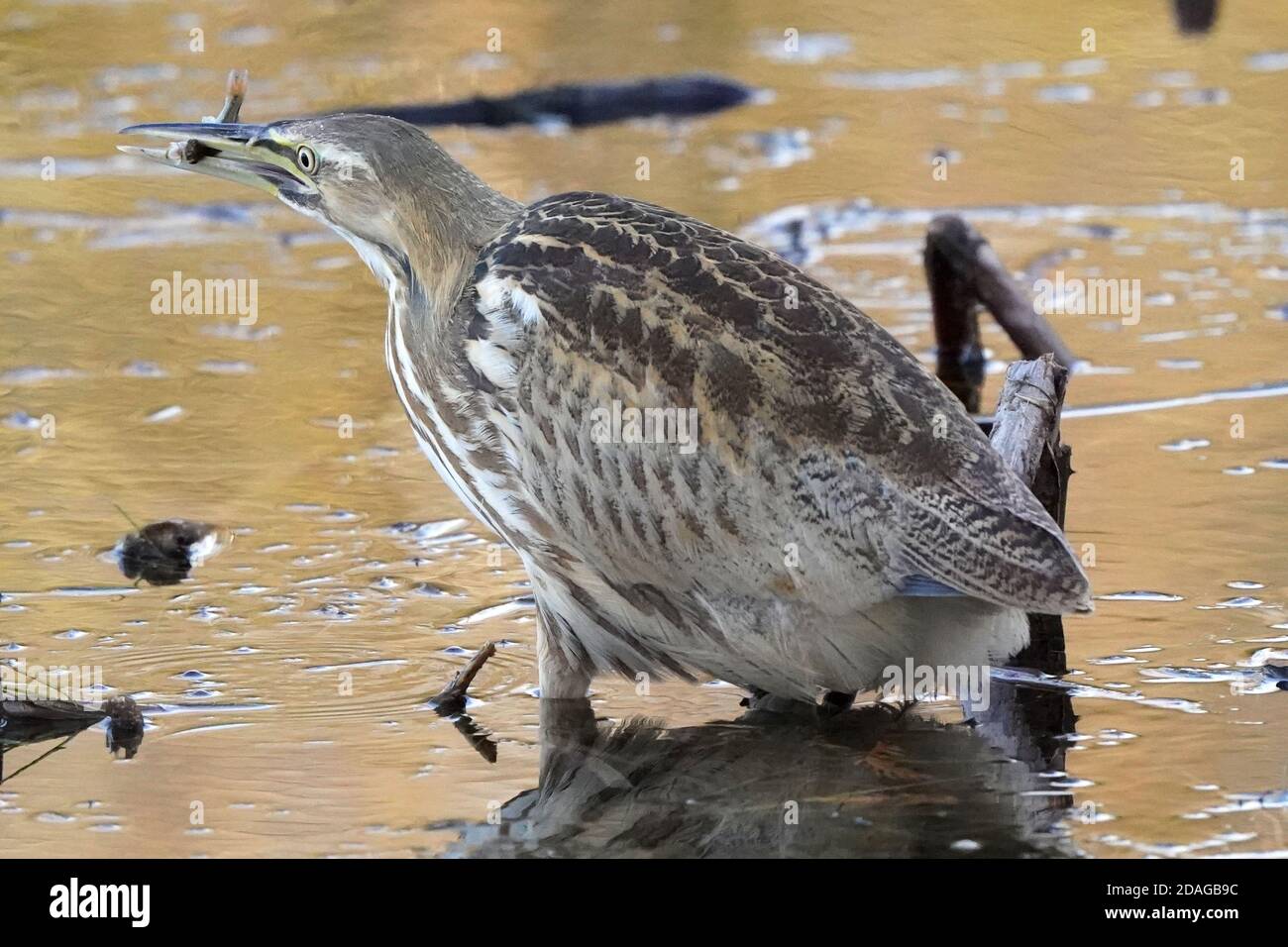 American Bittern fishing in marsh Stock Photo - Alamy