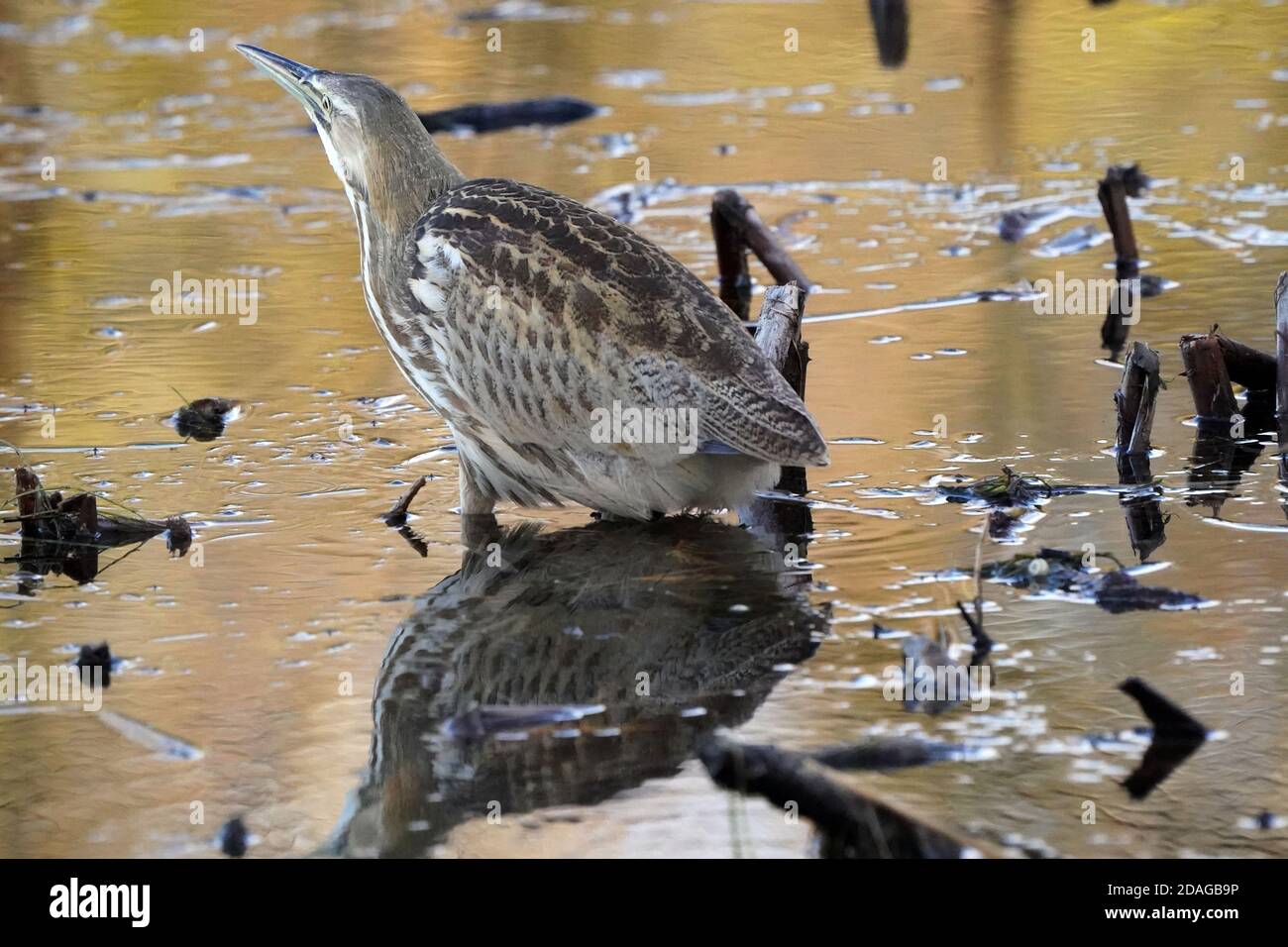 American Bittern fishing in marsh Stock Photo - Alamy