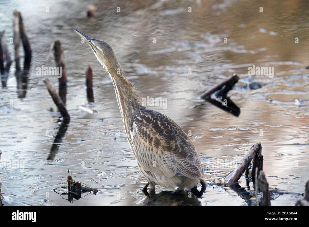 American Bittern fishing in marsh Stock Photo - Alamy