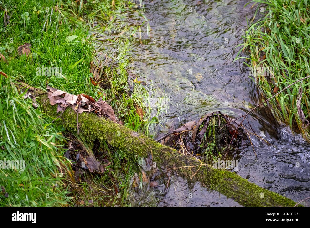 walking through nature along river and forest Stock Photo - Alamy