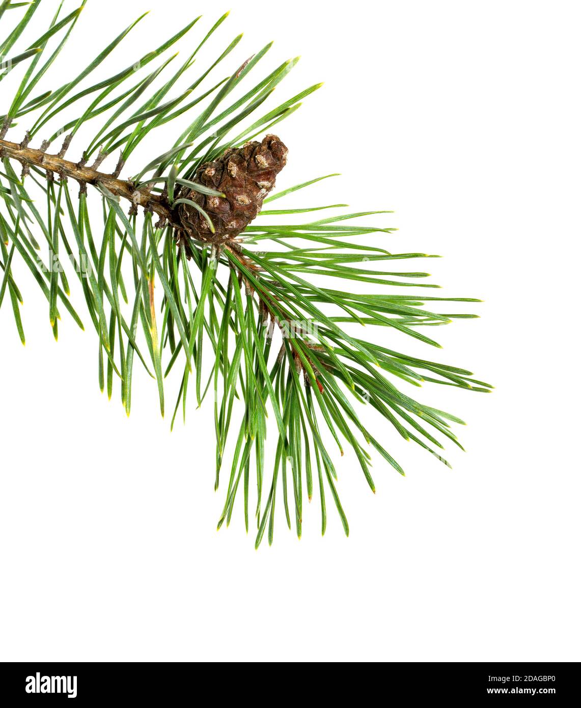Pine tree branch isolated on white background. Pine branch with cones ...