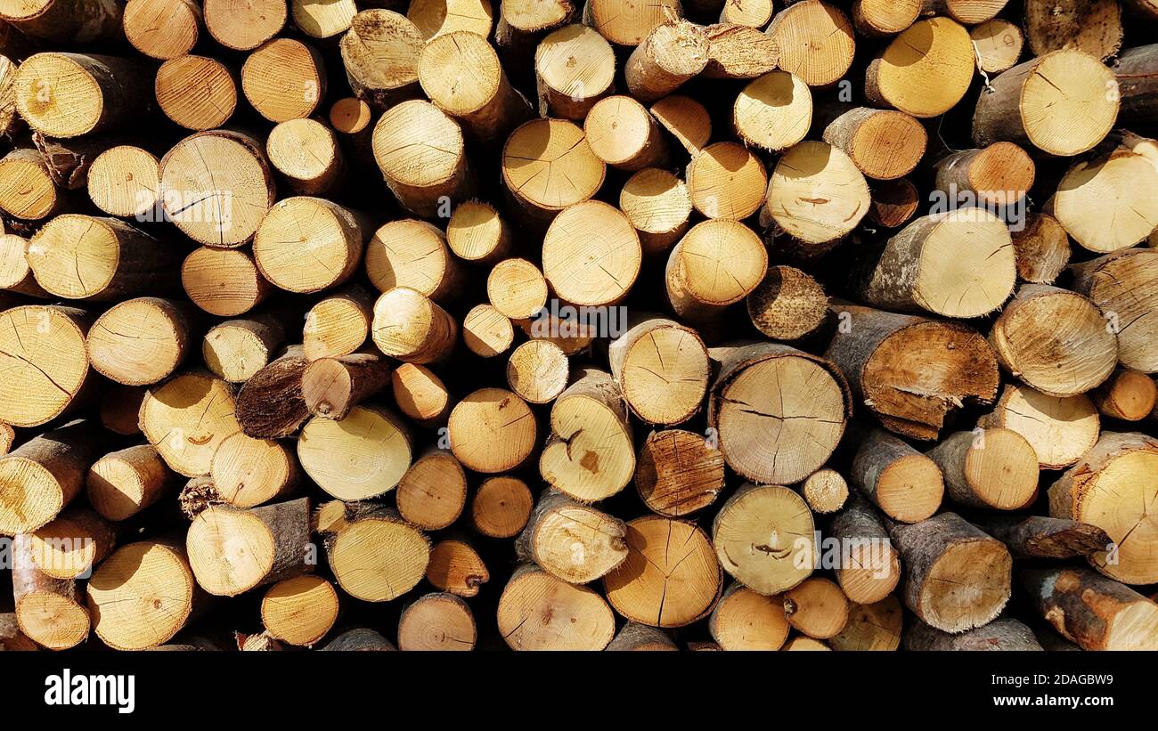 Closeup shot wooden log hi-res stock photography and images - Alamy
