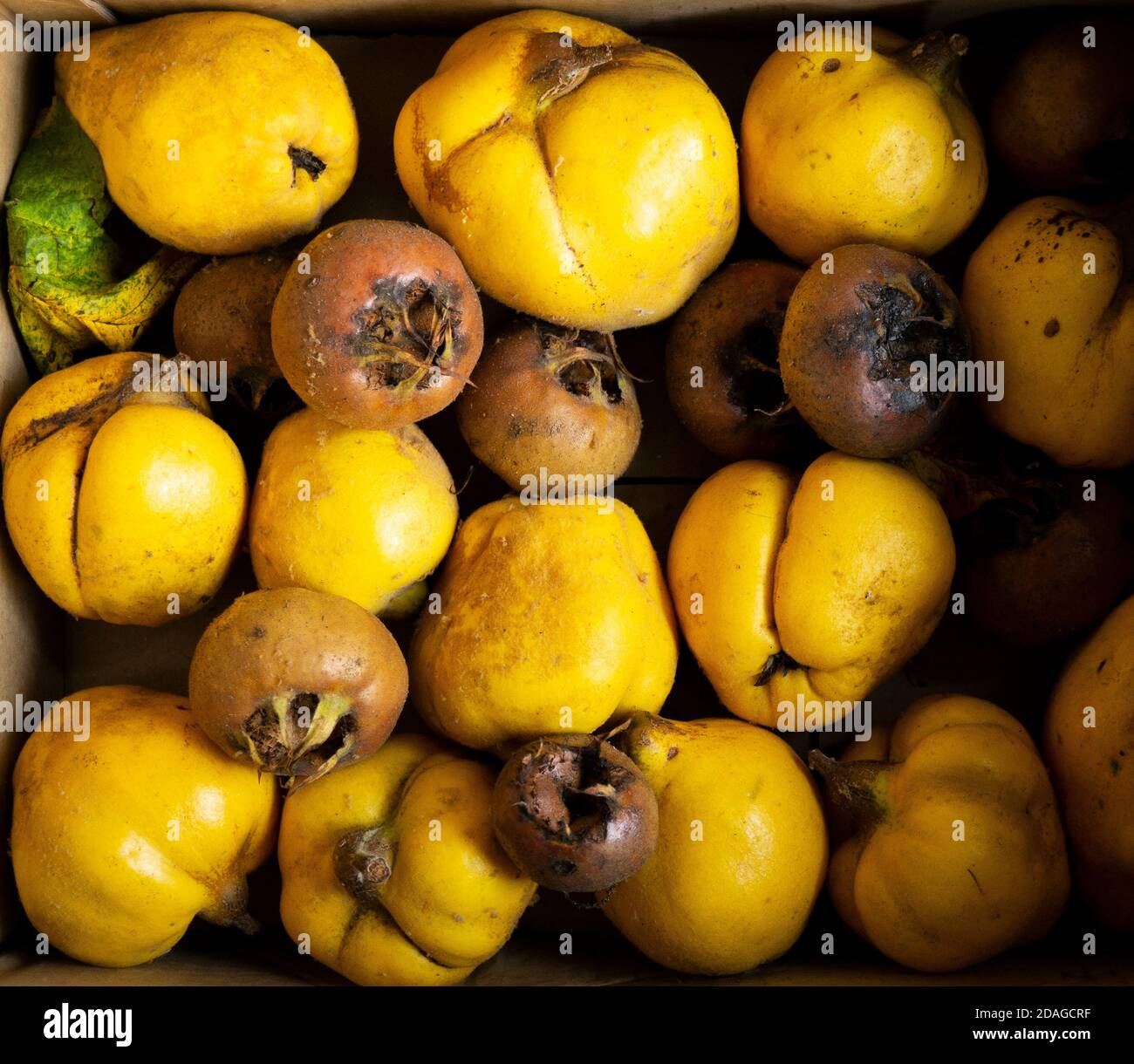 Quine and Medlar fruits in a box Stock Photo - Alamy