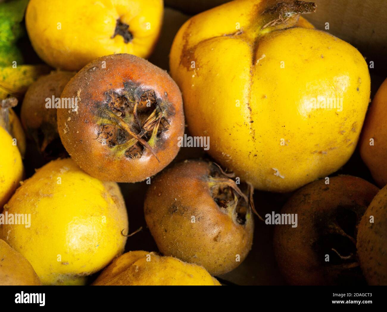 Quine background hi-res stock photography and images - Alamy