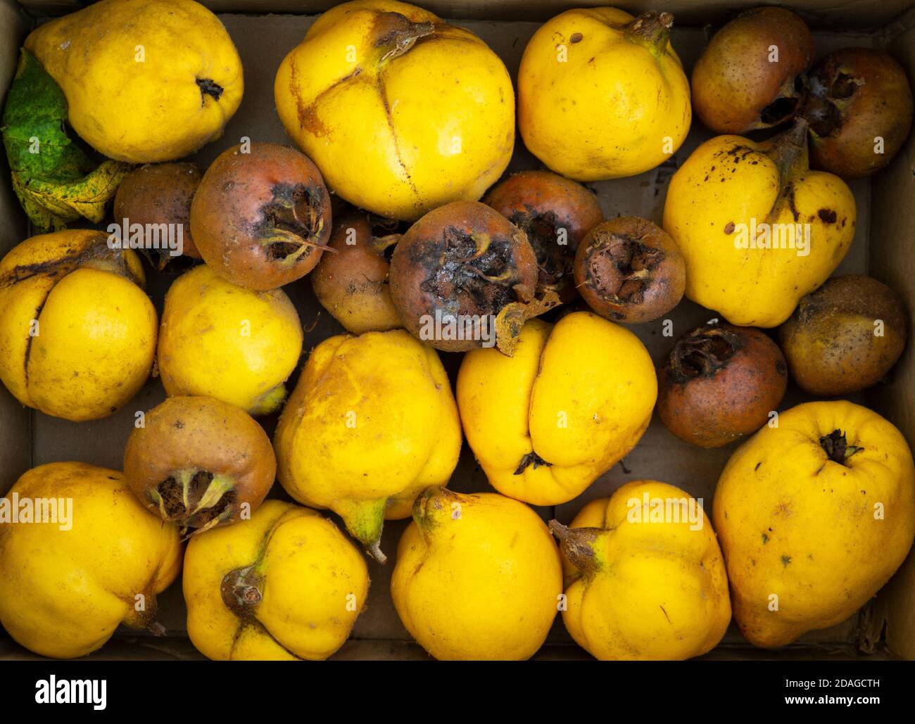 Quine and Medlar fruits in a box Stock Photo - Alamy