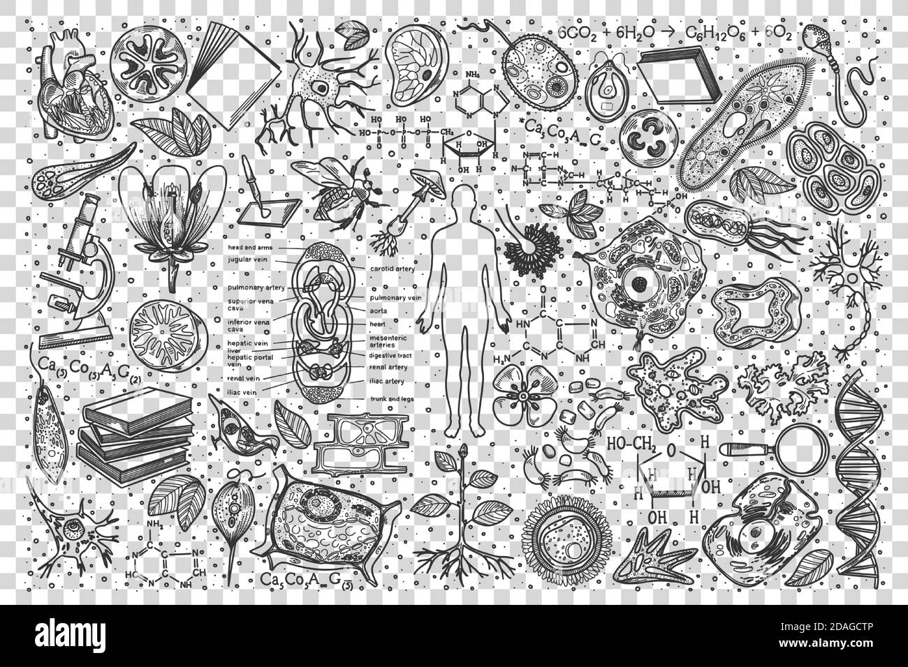 Biology doodle set Stock Vector Image & Art - Alamy
