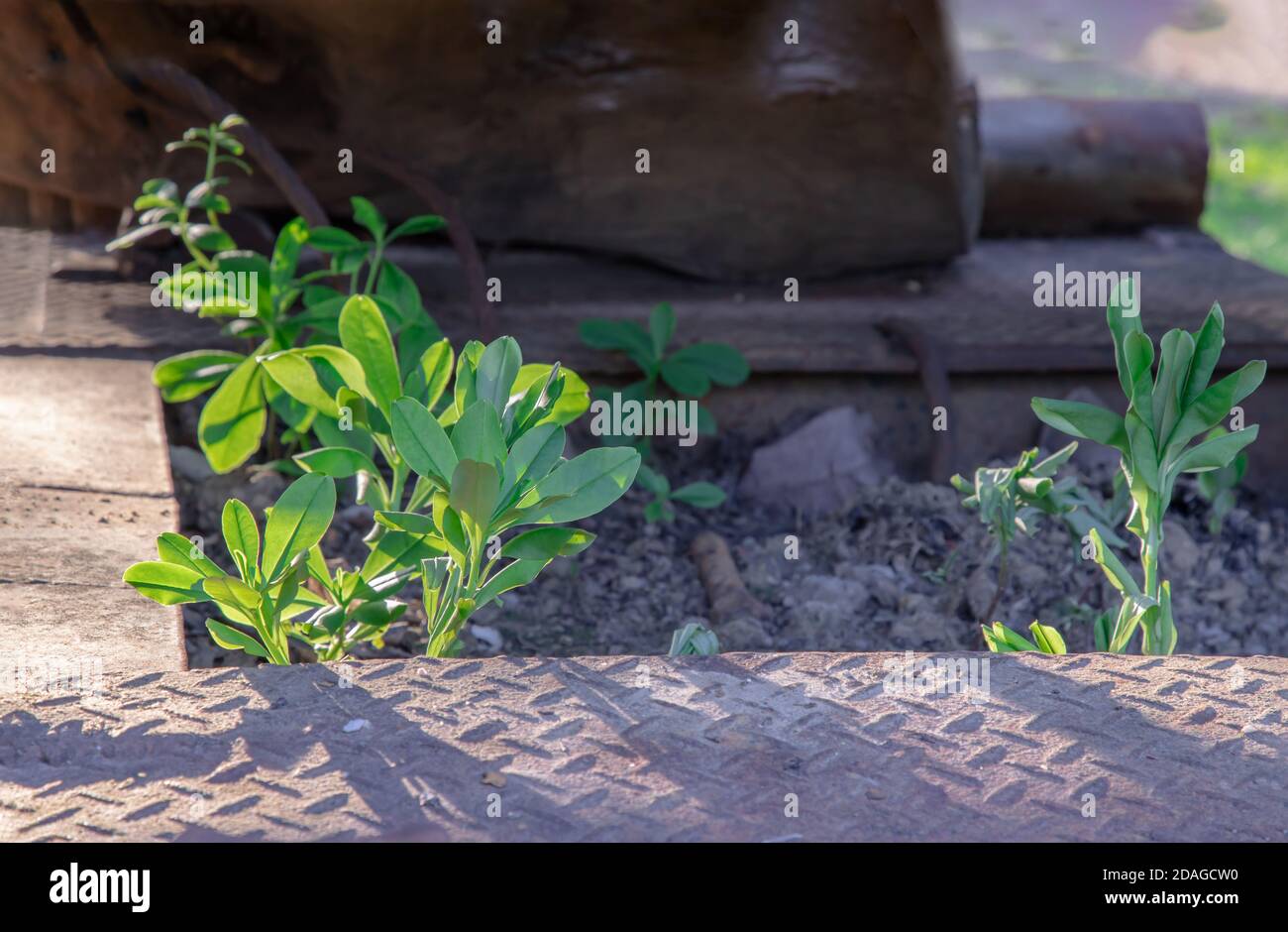 Tree growing through old car hi-res stock photography and images - Alamy