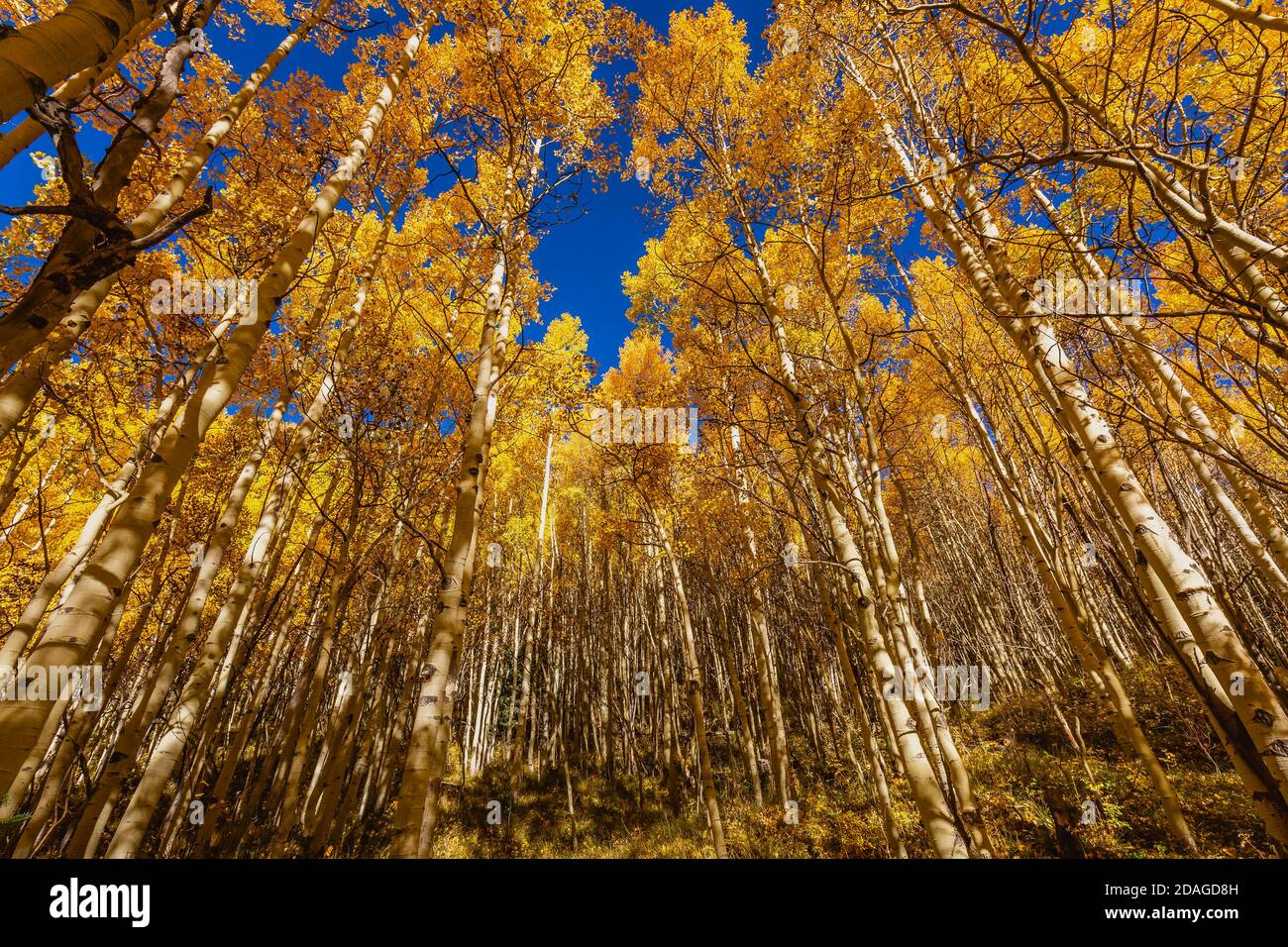 Beautiful yellow autumn aspen tree leaves. Taken near Silverton at the ...