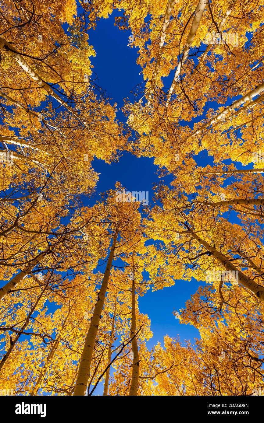Beautiful yellow autumn aspen tree leaves. Taken near Silverton at the ...