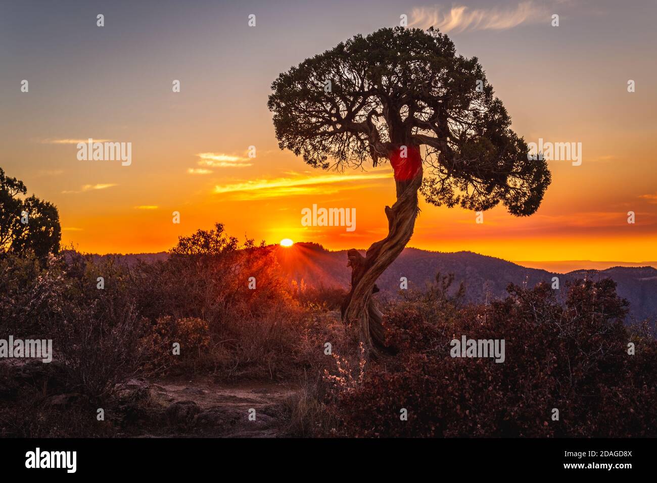 Juniper tree at the Black Canyon of the Gunnison National Park is an ...