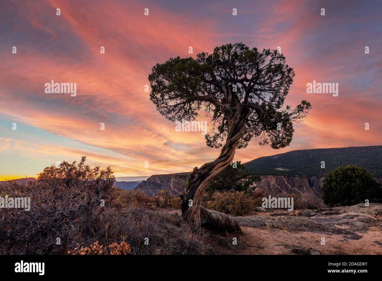 Juniper tree at the Black Canyon of the Gunnison National Park is an ...