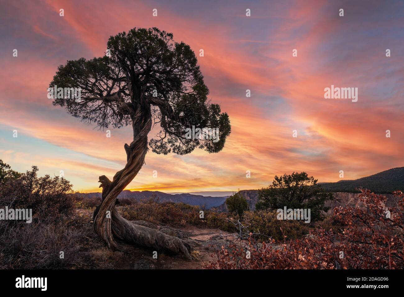 Juniper tree at the Black Canyon of the Gunnison National Park is an ...