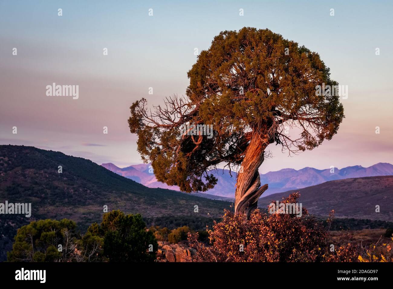 Juniper tree at the Black Canyon of the Gunnison National Park is an ...