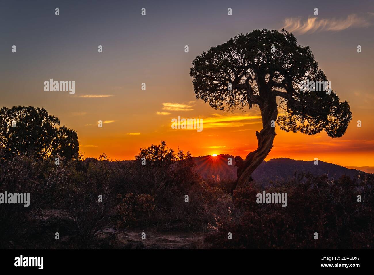 Juniper tree at the Black Canyon of the Gunnison National Park is an ...