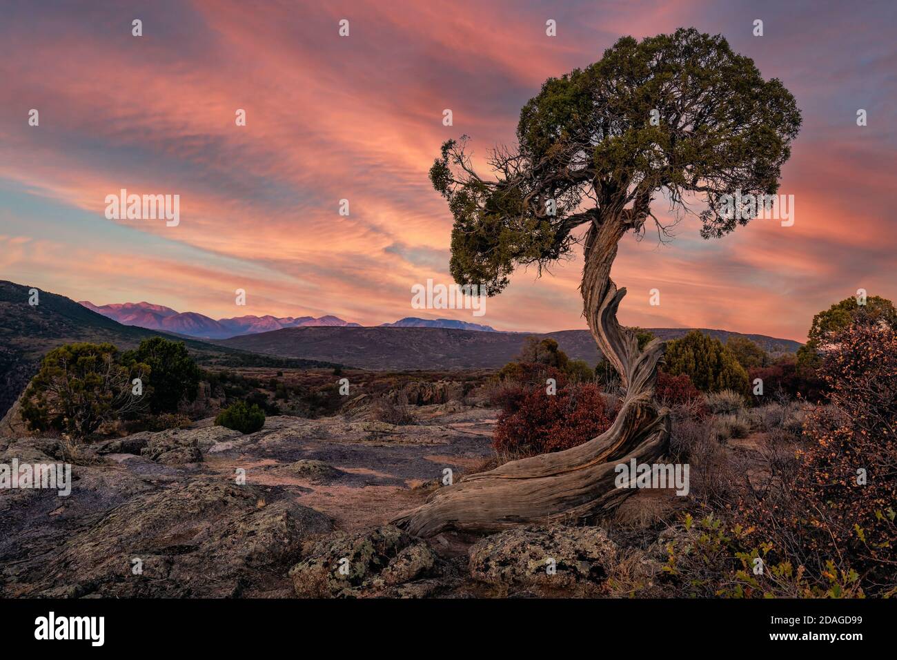 Juniper tree at the Black Canyon of the Gunnison National Park is an ...