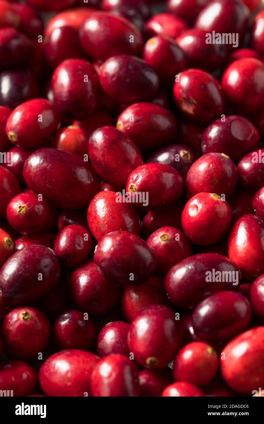 Raw Red Organic Cranberries in a Bowl Stock Photo - Alamy