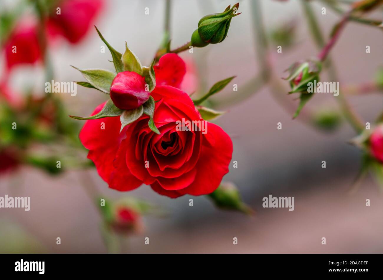 red roses, autumn roses on a shout, on a nice background, photographed ...