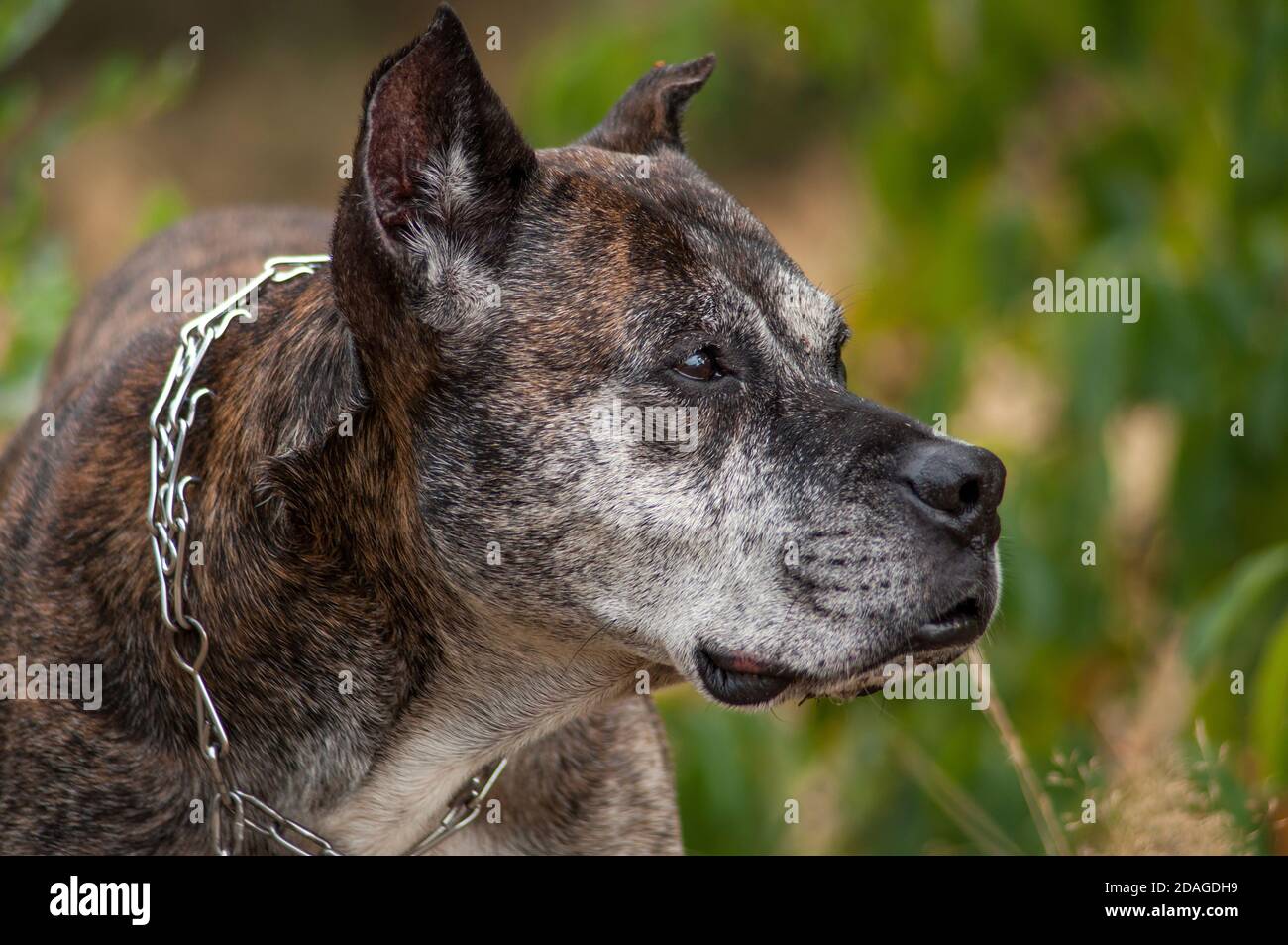 large dog with a menacing face with a chain on the neck Stock Photo - Alamy
