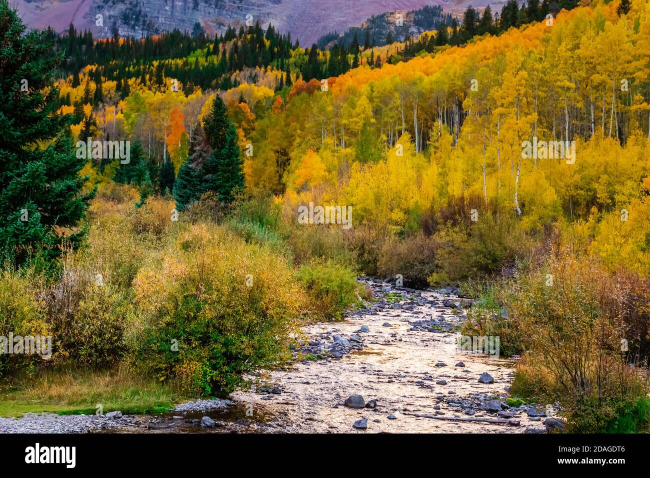 Autumn aspen trees reflected in the lake. Maroon bells at autumn season ...