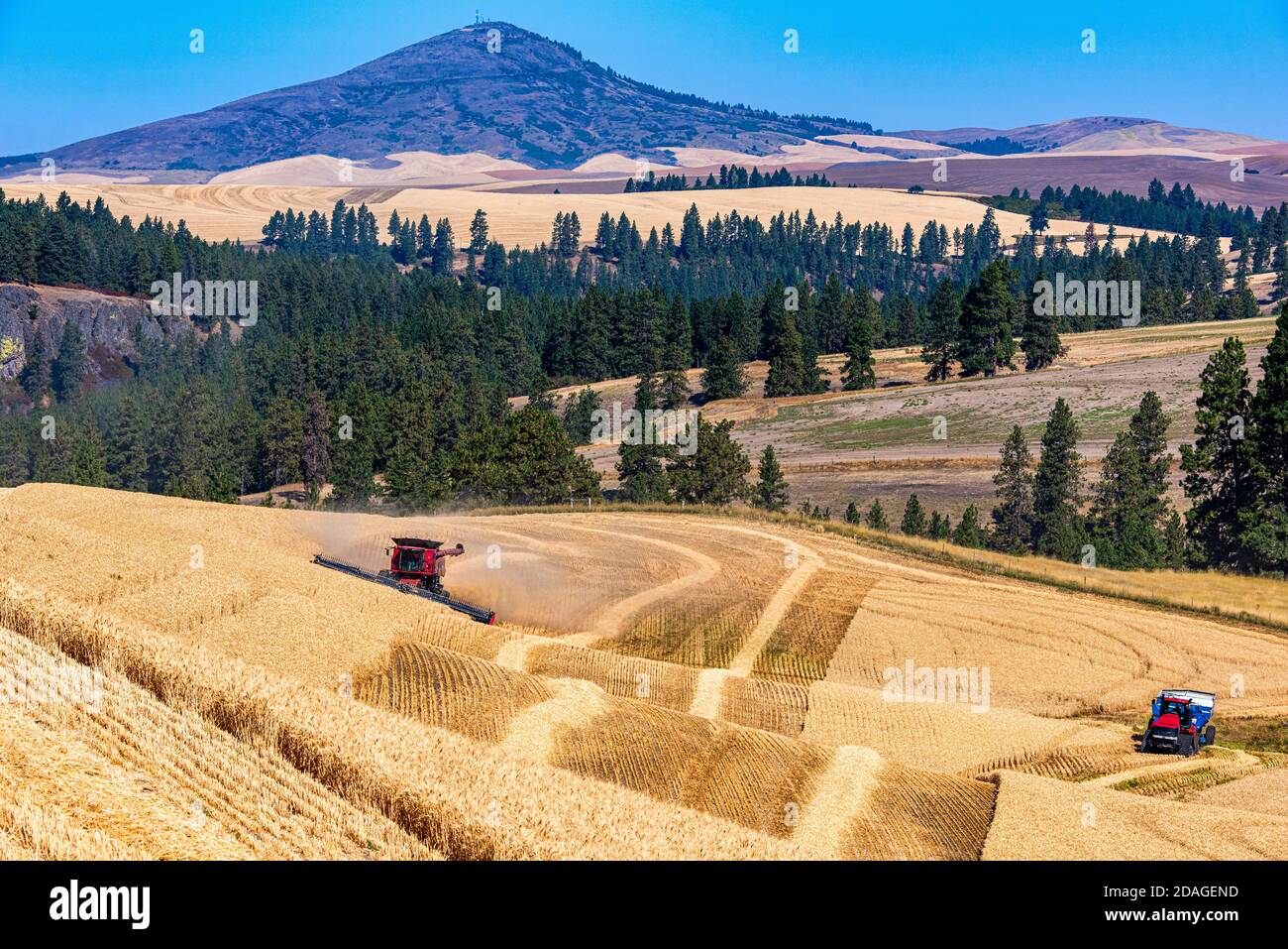 Case IH combine and quadtrac tractor pulling a grain cart during wheat ...