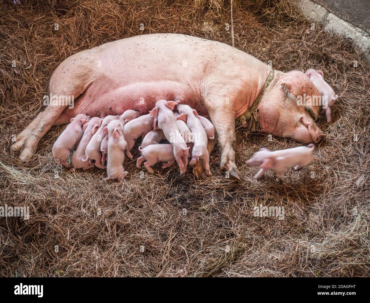 Newborn Pigs