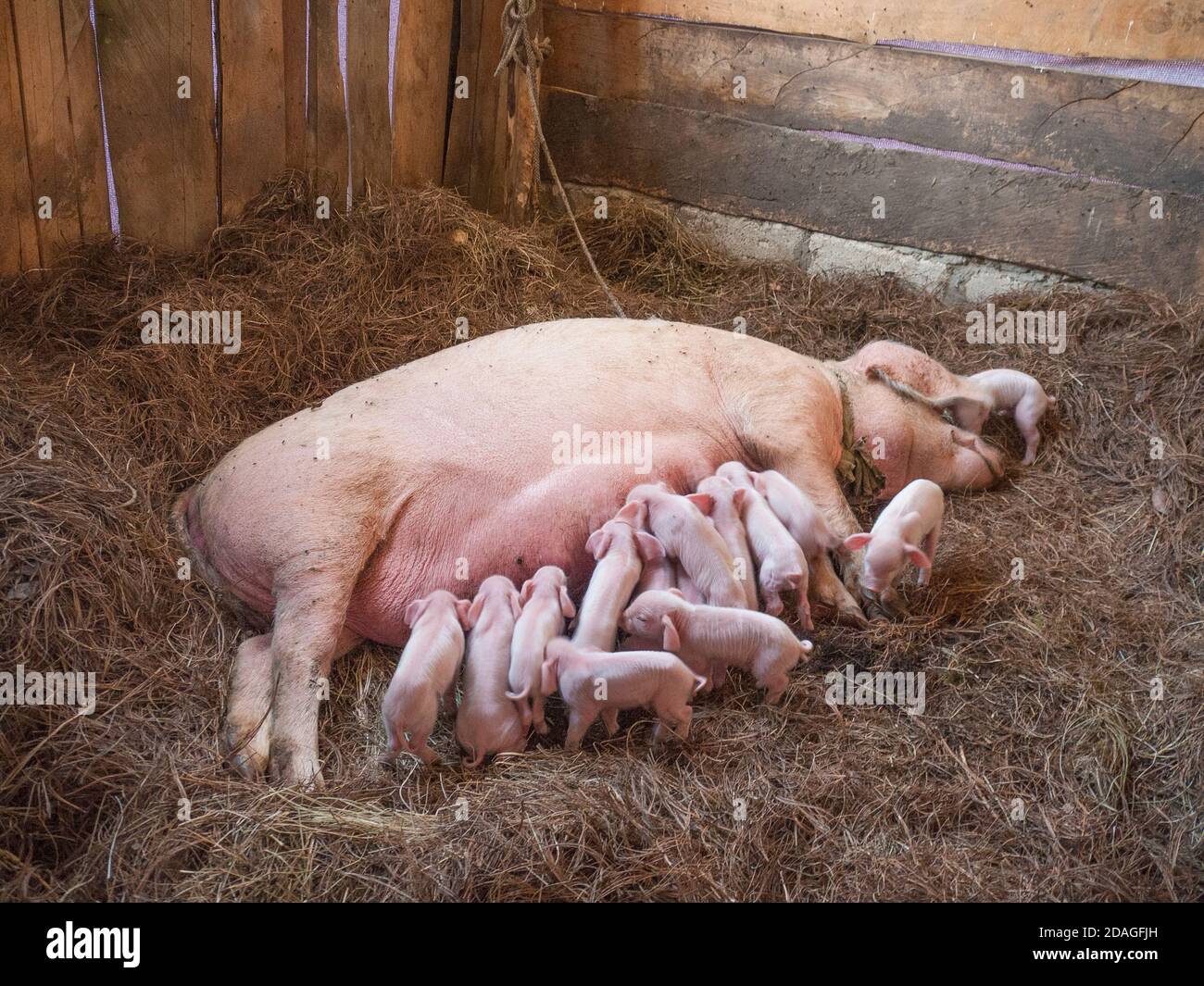 Newborn piglets nursing Stock Photo - Alamy