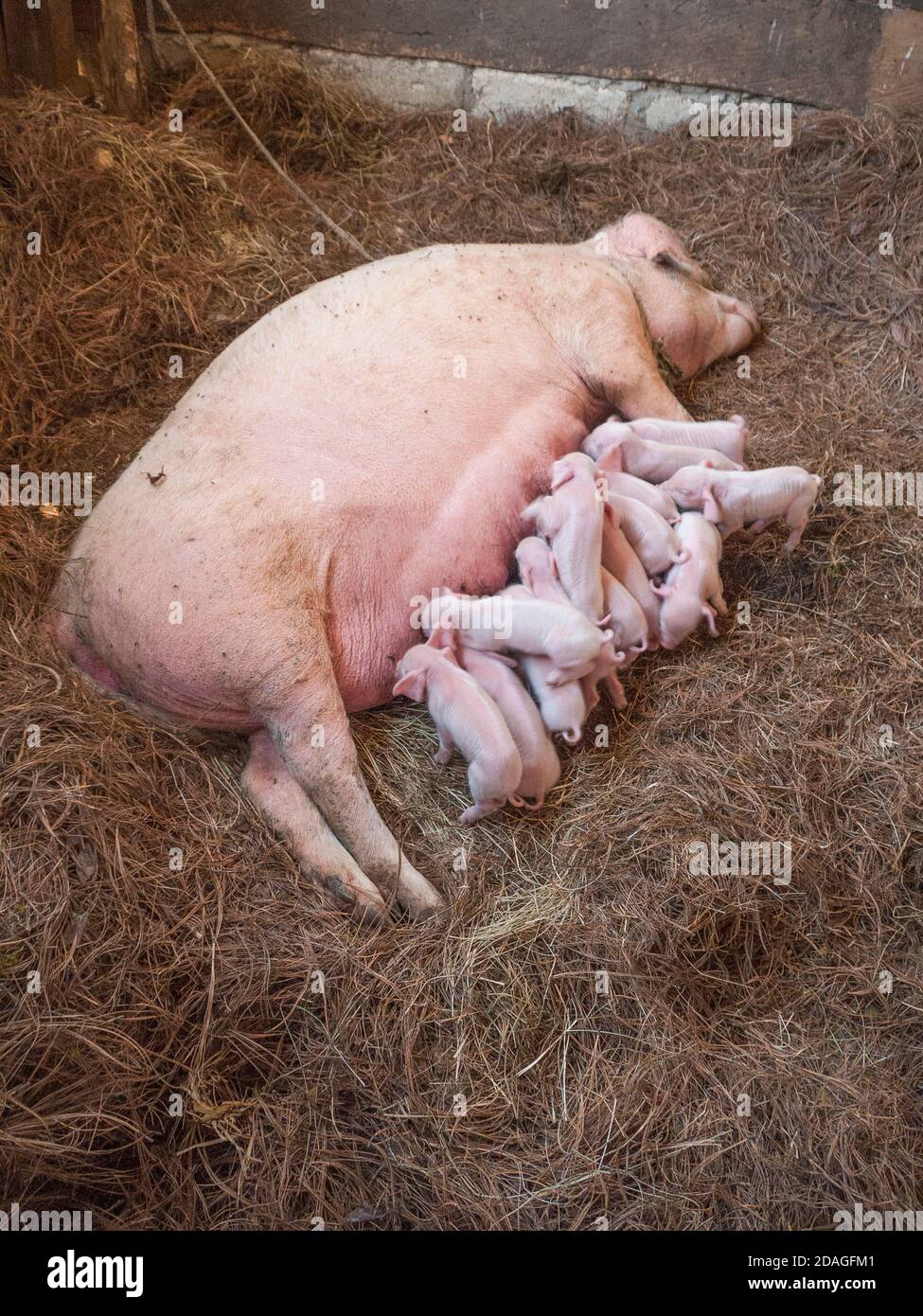 Newborn piglets nursing Stock Photo - Alamy