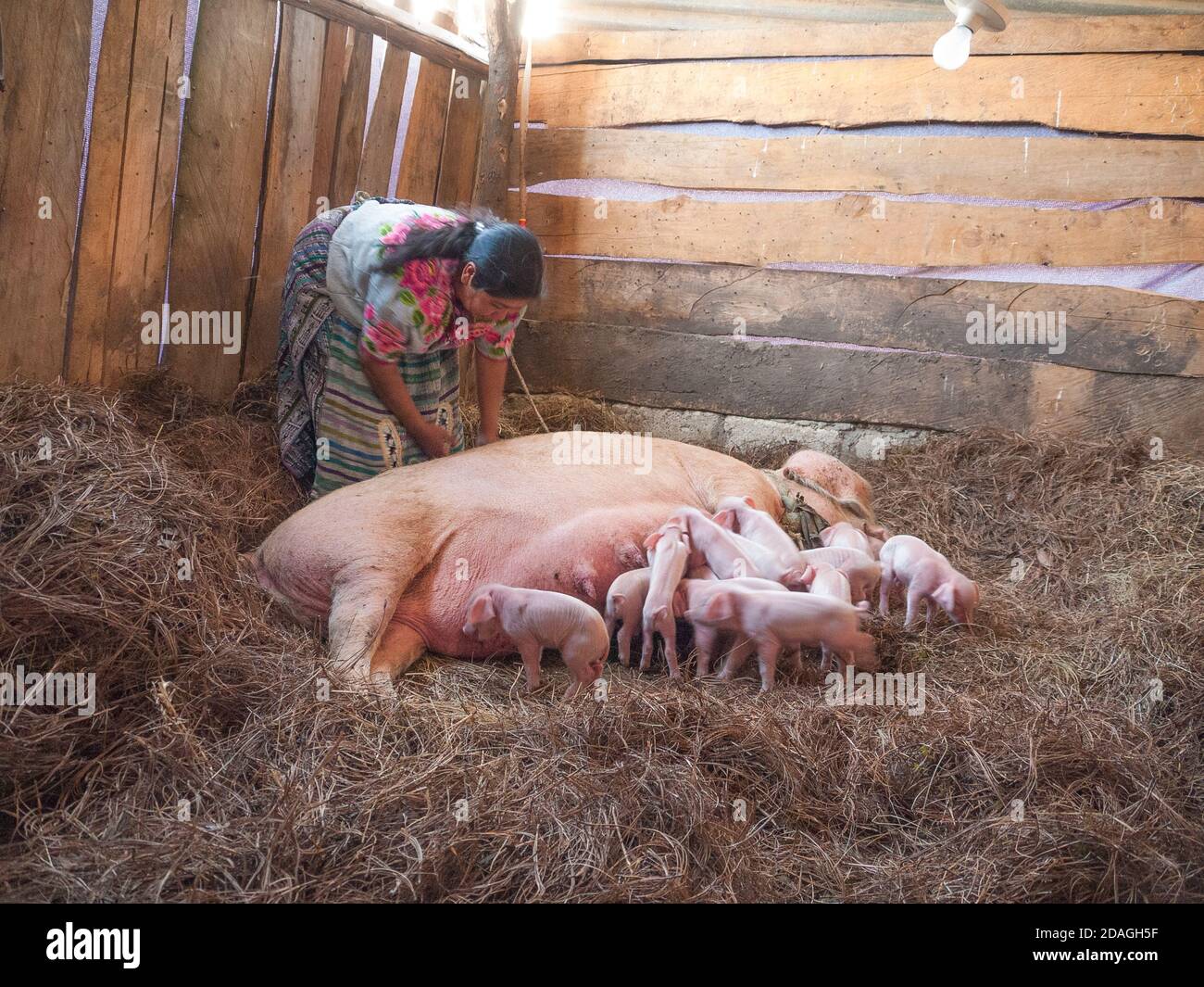 Newborn piglets hi-res stock photography and images - Alamy