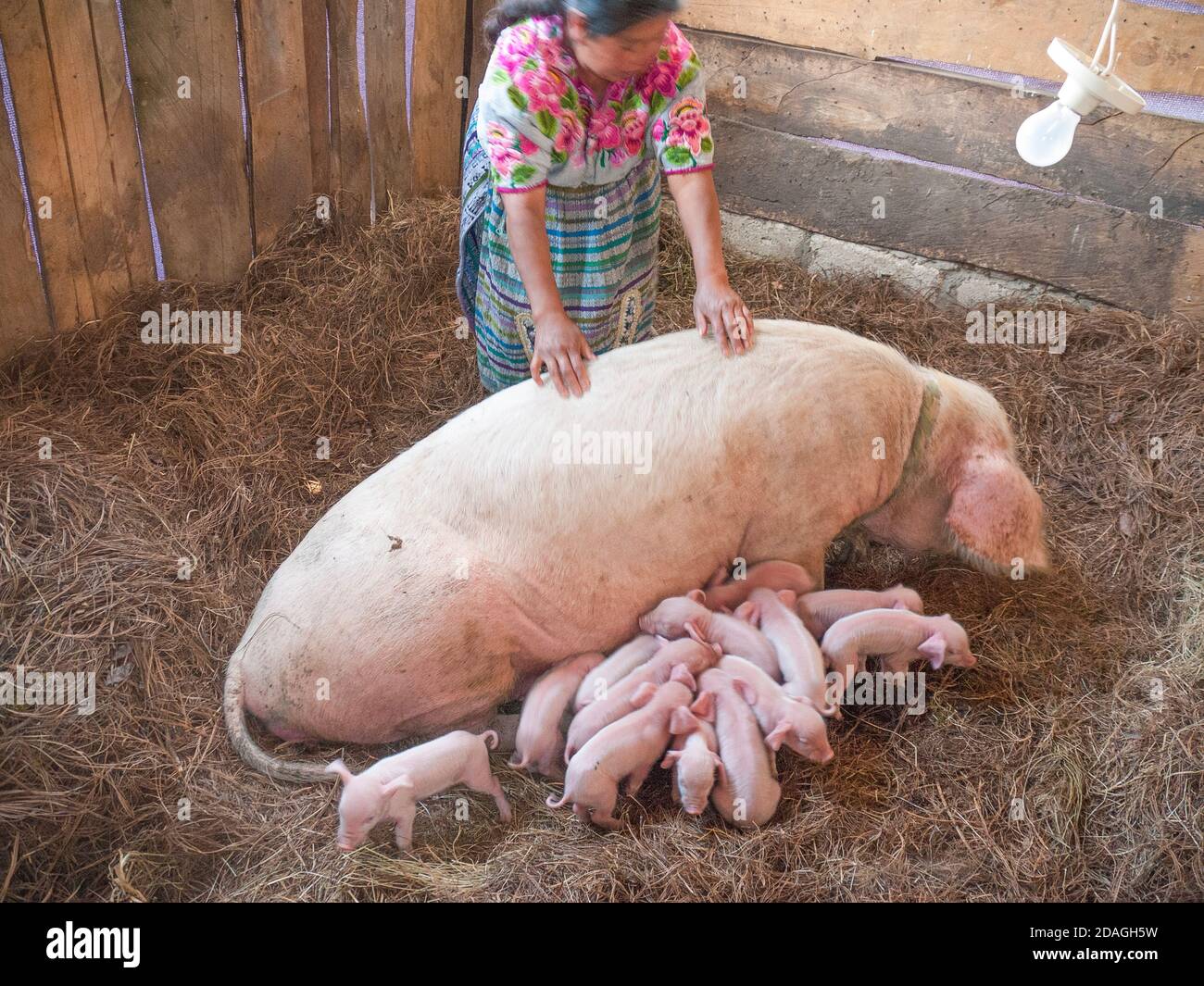 Newborn piglets nursing Stock Photo - Alamy