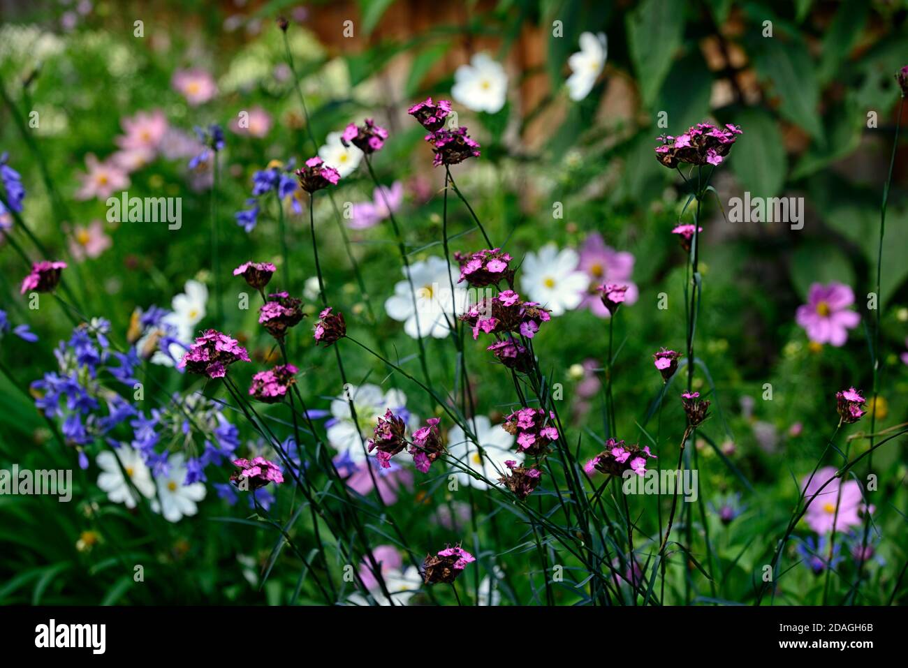 Dianthus carthusianorum,Carthusian pink,Agapanthus inapertus,agapanthus ...