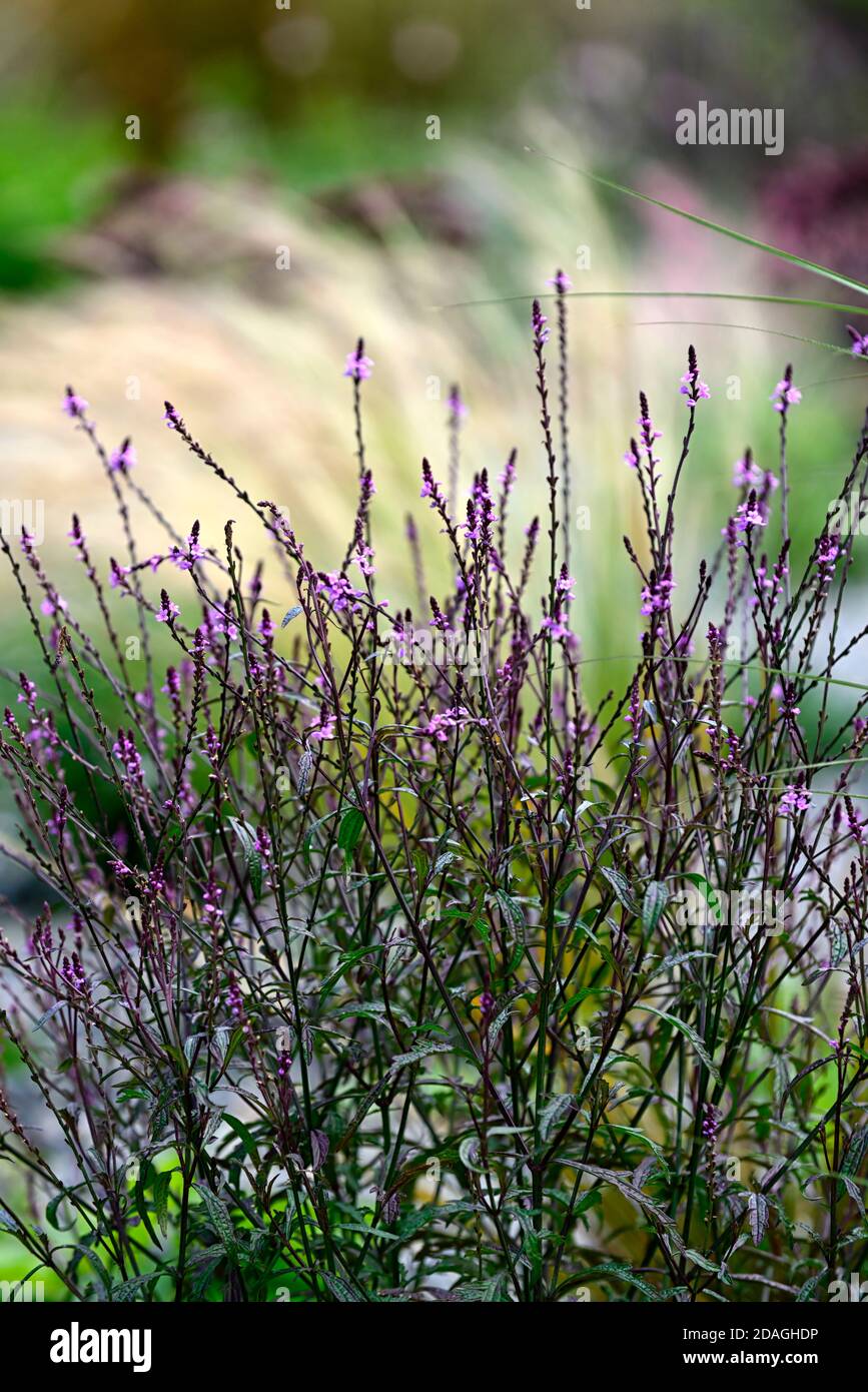 Verbena officinalis var grandiflora Bampton,vervain Bampton,upright ...