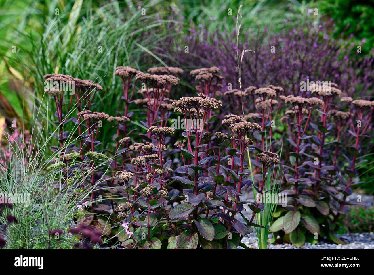 Hylotelephium Matrona stonecrop Matrona,sedum,sedums,dry garden,gravel ...