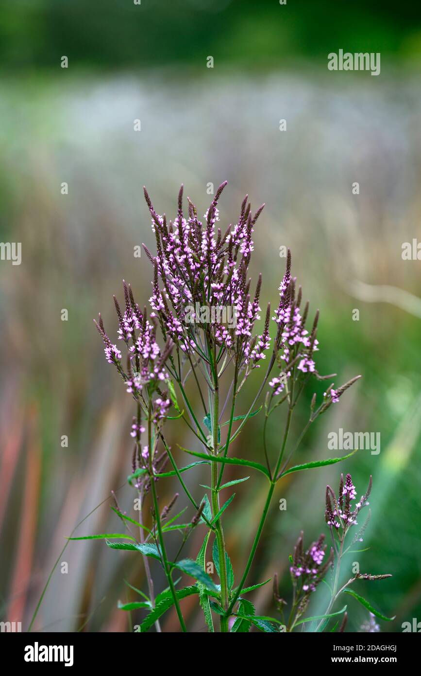 verbena hastata,upright perennial,fine wiry branches,deep purple ...