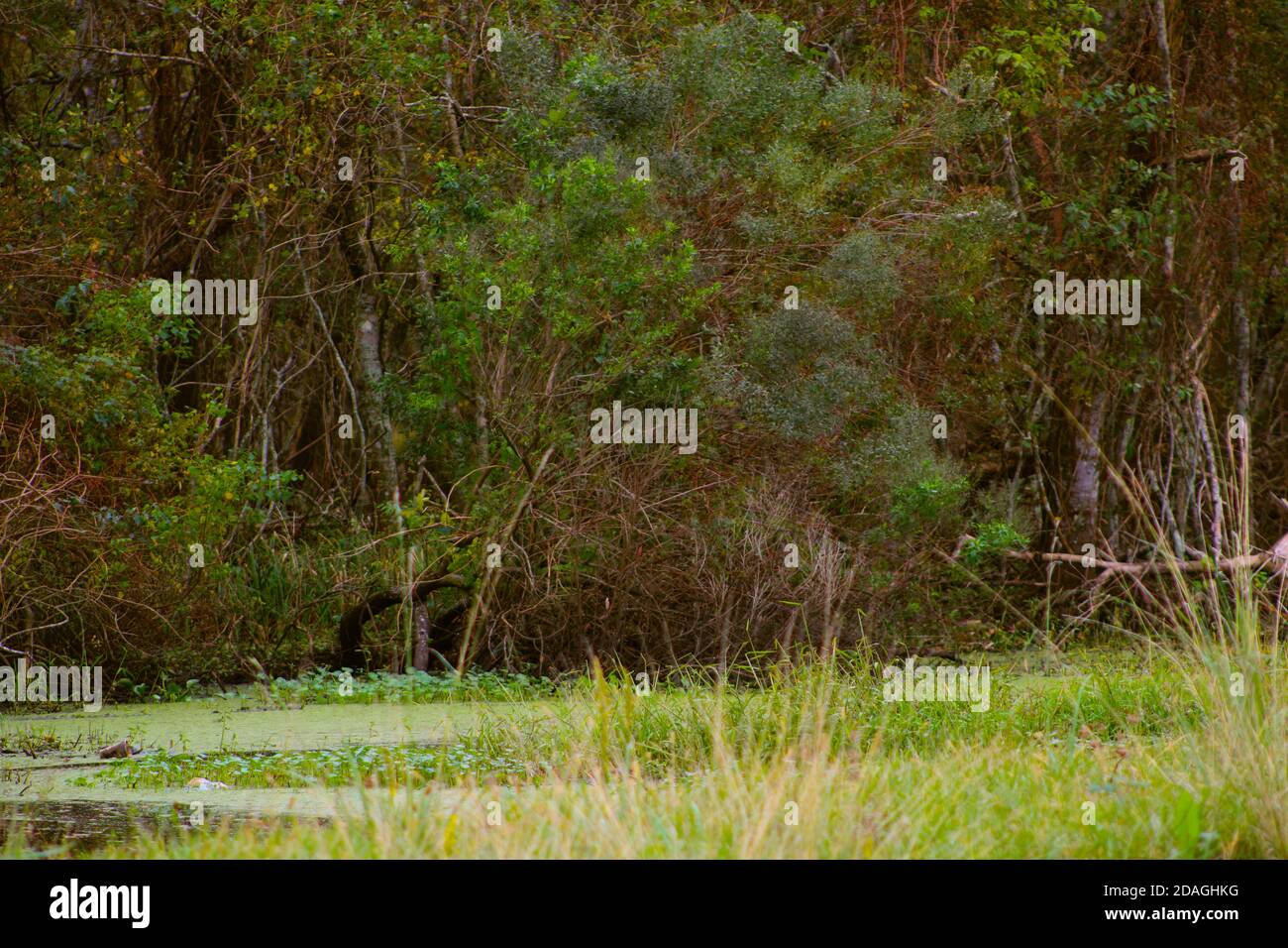 Swamp land hi-res stock photography and images - Alamy