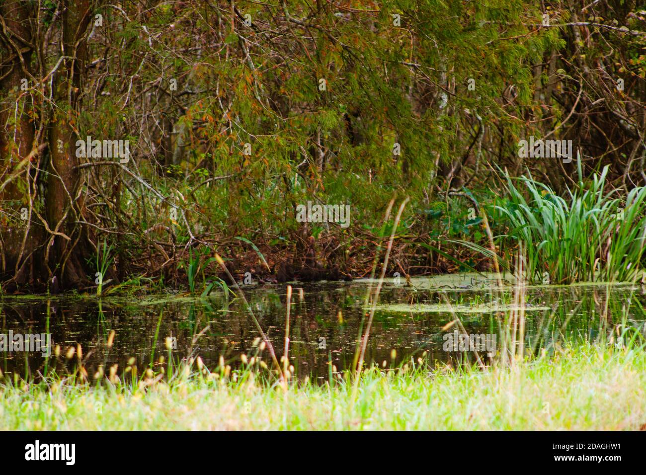Swamp land hi-res stock photography and images - Alamy