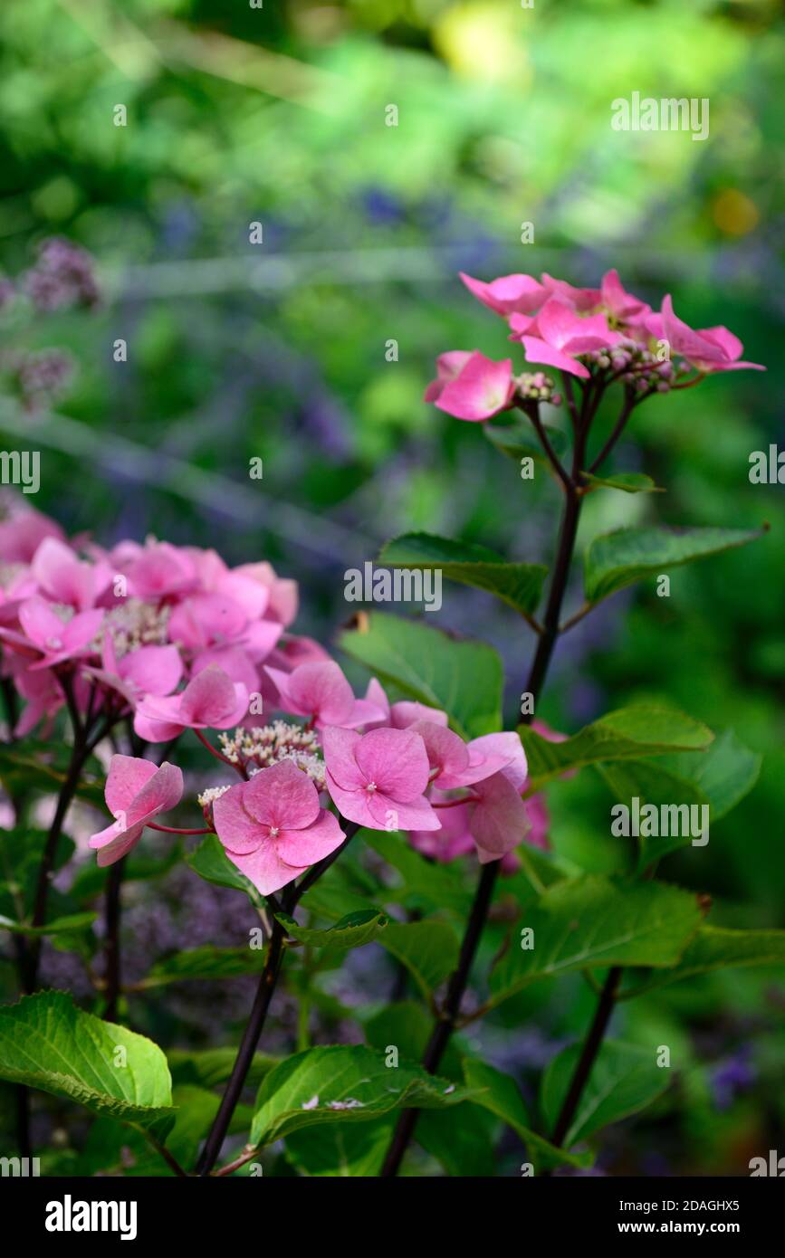 Hydrangea macrophylla Zorro,pink flowers,flower,flowering,garden ...