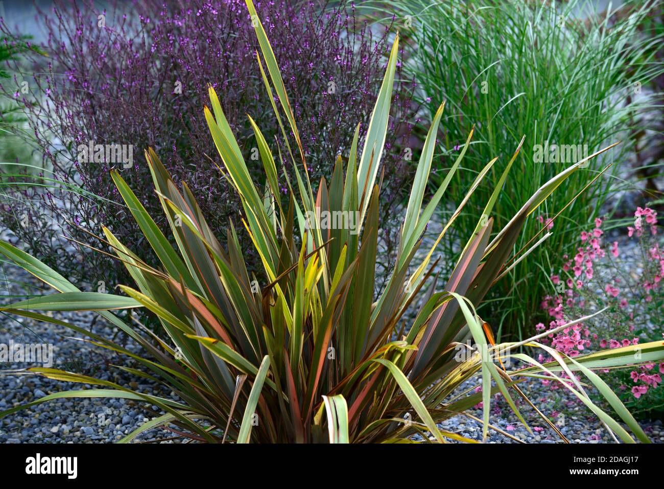 Phormium,New Zealand flax,Verbena officinalis var grandiflora Bampton ...