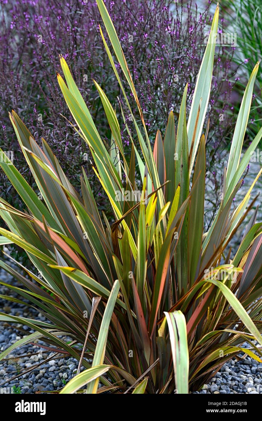 Phormium,New Zealand flax,Verbena officinalis var grandiflora Bampton ...