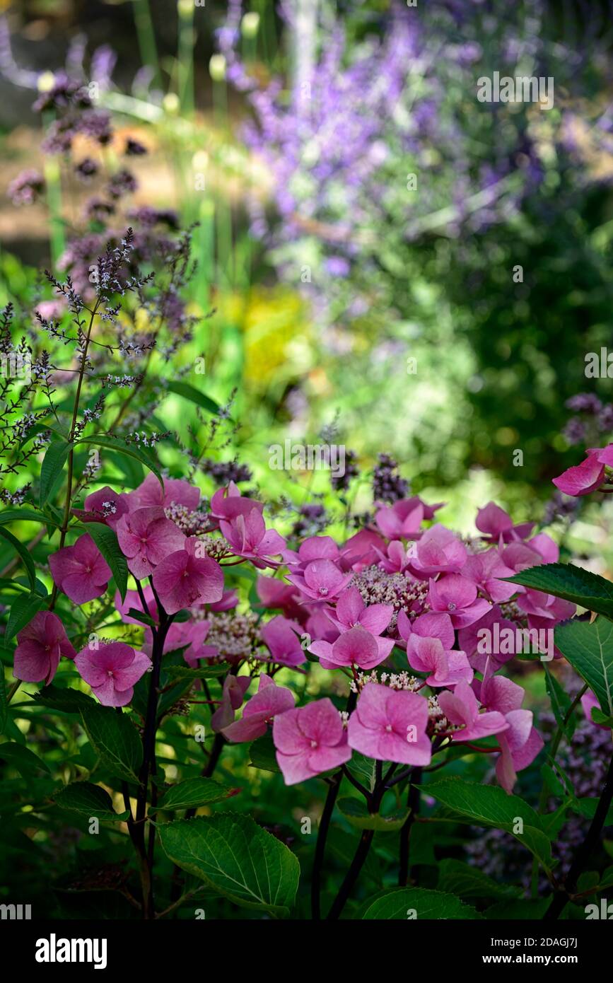 Hydrangea macrophylla Zorro,pink flowers,flower,flowering,garden ...