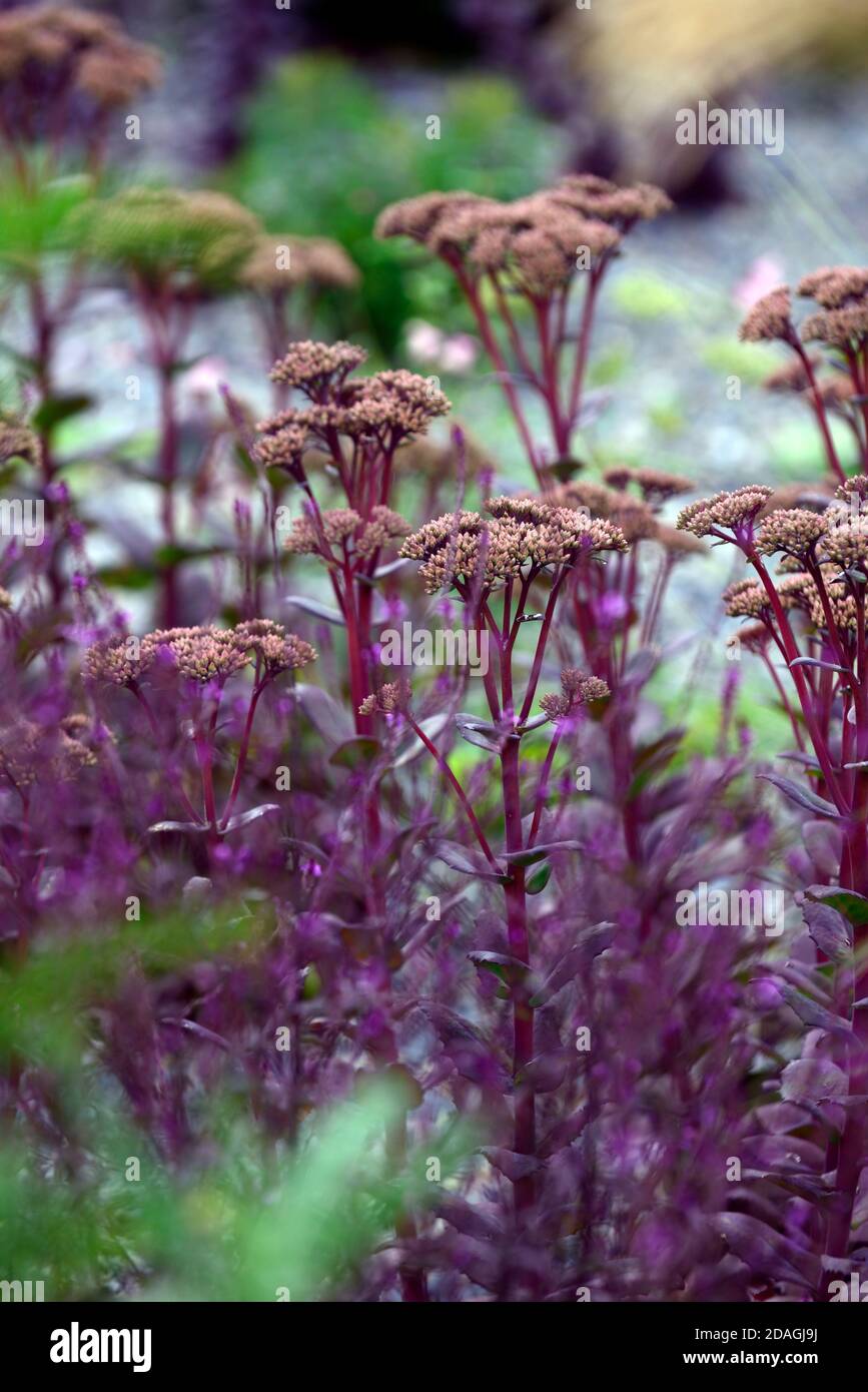 Sedum matrona hi-res stock photography and images - Alamy