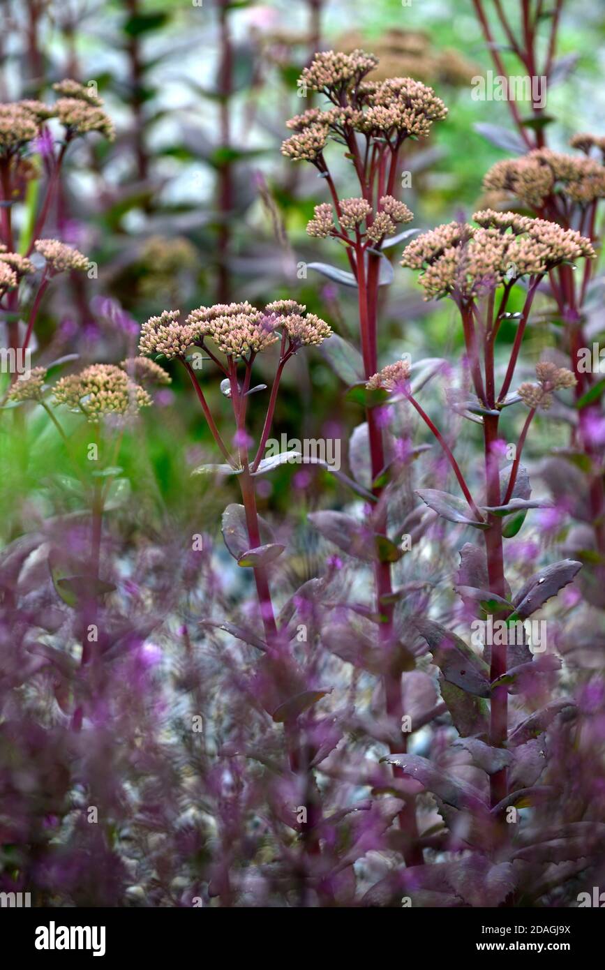 Hylotelephium Matrona,stonecrop Matrona,sedum,sedums,dry garden,gravel ...