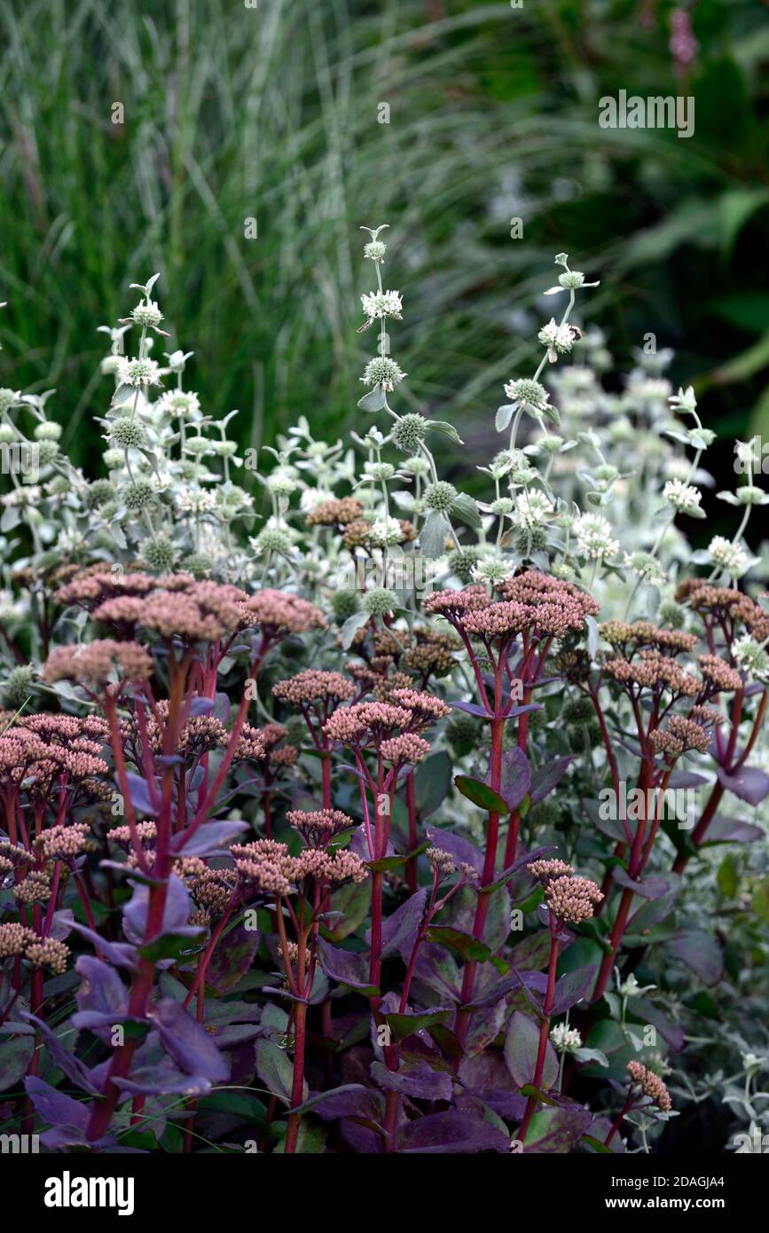 Hylotelephium Matrona stonecrop Matrona,sedum,sedums,Marrubium ...
