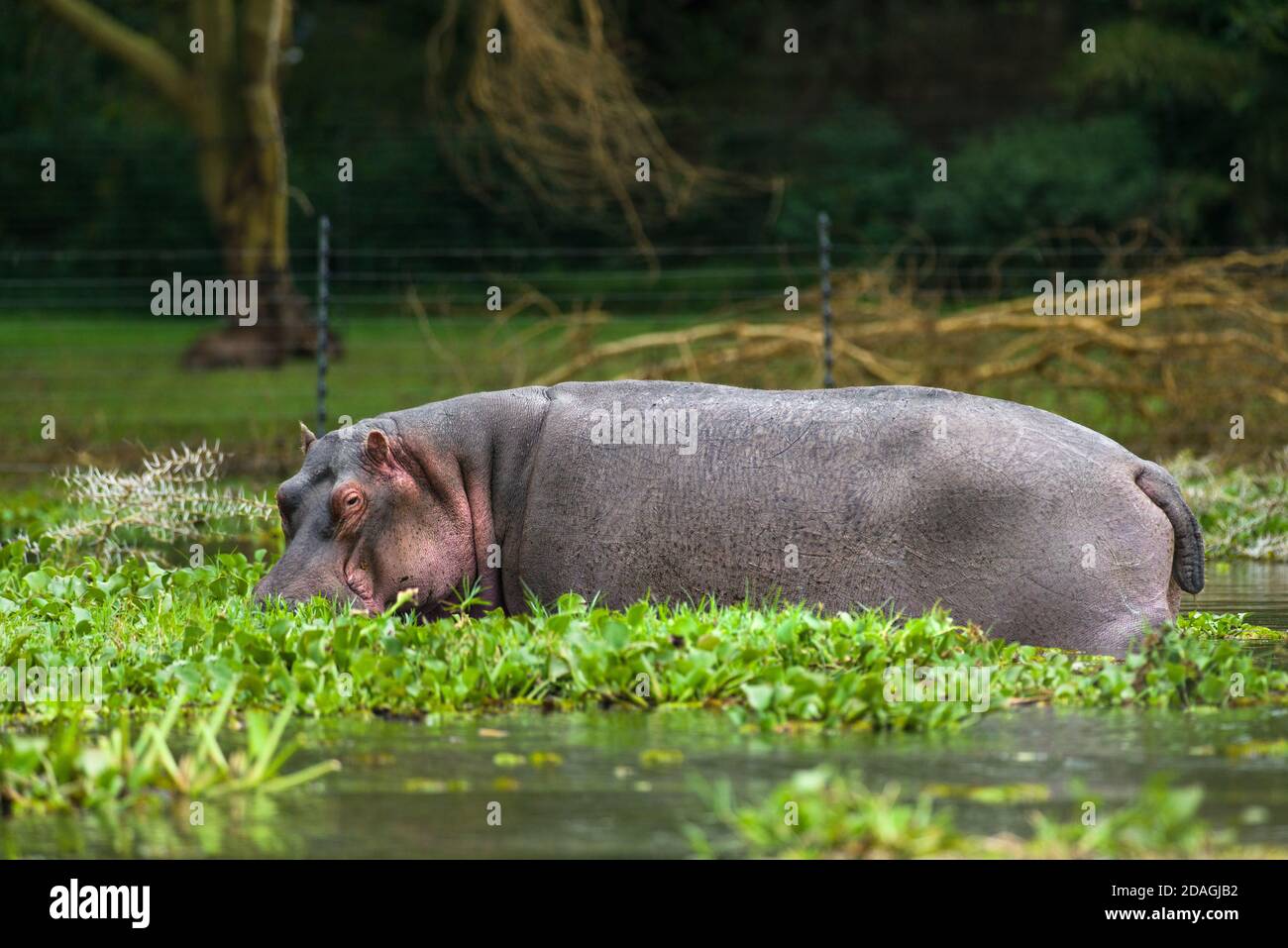 Hippo standing at water hi-res stock photography and images - Alamy