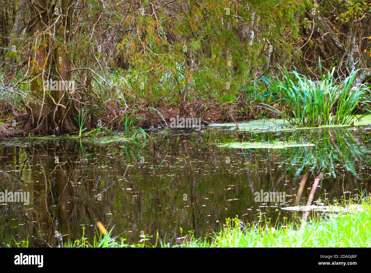 Swamp land hi-res stock photography and images - Alamy