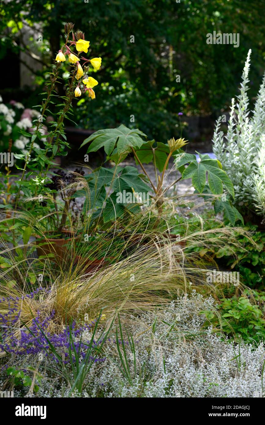 Tetrapanax rex,green foliage,leaves,plant portraits,evergreen shrubs ...