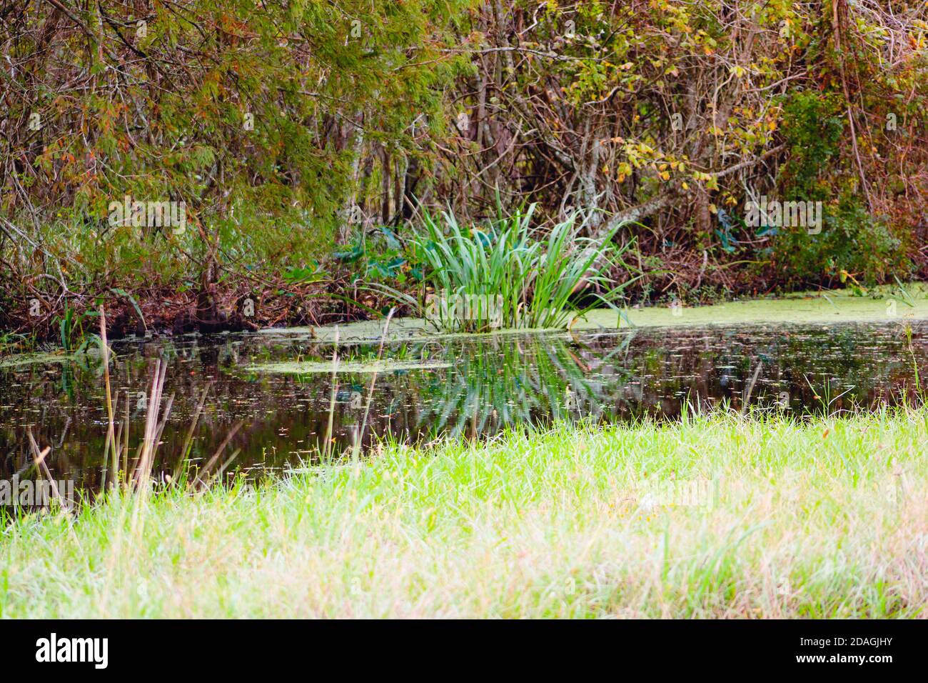 Swamp land in nature Stock Photo - Alamy